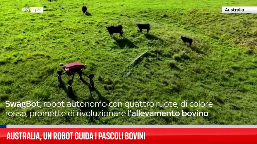 Swagbot, il robot pastore di bestiame | Video Sky